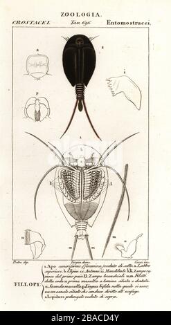 Tadpole shrimps: Triops cancriformis 1, and Lepidurus species 2 ...