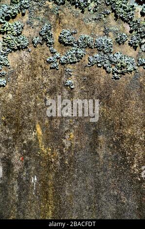 Surface stone with moss and lichen Stock Photo - Alamy
