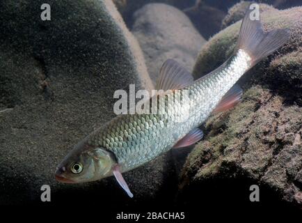 European Chub (Squalius cephalus), captive, France Stock Photo - Alamy