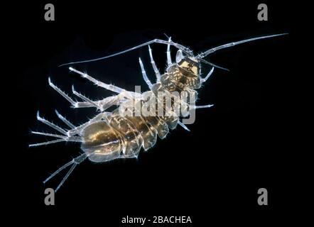 Waterlouse (Asellus aquaticus Stock Photo - Alamy