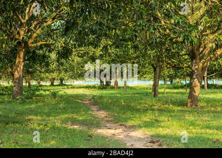 Huge mango garden with lots of mango trees in rajshahi, chapainawabganj ...