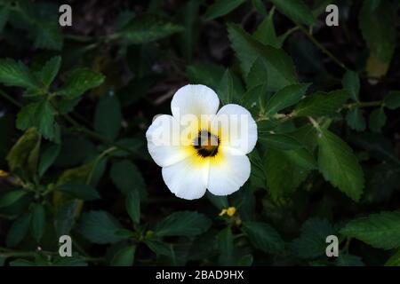 Damiana Turnera diffusa Stock Photo - Alamy