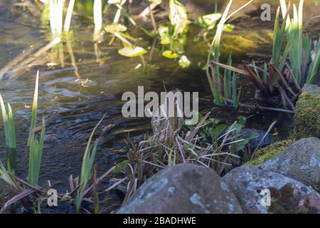 Thrush singer, singer - a species of medium-sized bird from the thrush ...