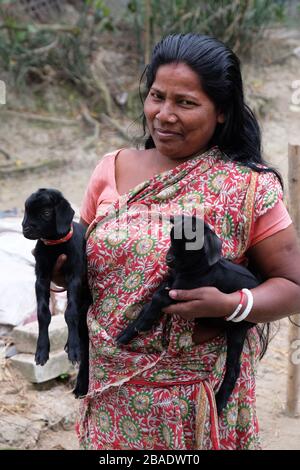 Country woman with two young goats on a farm in Kumrokhali, West Bengal ...