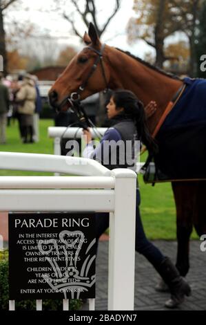 General view of a horse in the parade ring at Kempton Park Racecourse ...