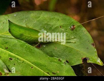 Indian Ocean, Madagascar, Nosy Mangabe, Leaf-tailed gecko, Uroplatus ...