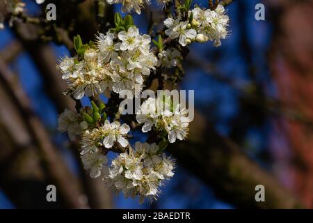 Damson blossom. Spring. British Isles Stock Photo - Alamy