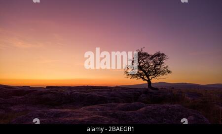 A tree sits on Winskill Stones above settle , North Yorkshire Stock ...