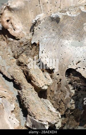 tree bark texture linear patterns in natural wood grey color Stock ...