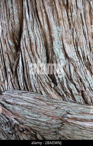 tree bark texture linear patterns in natural wood grey color Stock ...