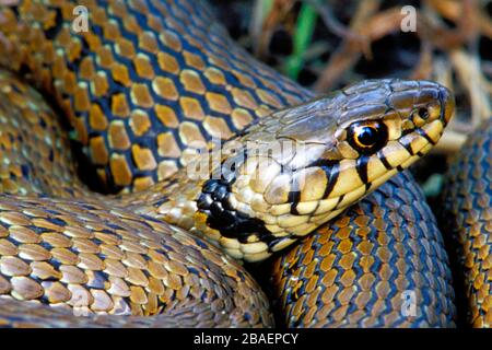 Ringelnatter, (Natrix natrix Stock Photo - Alamy