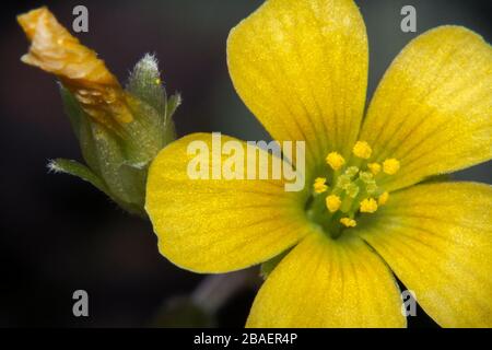 Macro shot of tiny yellow wild flowers in a pasture Stock Photo - Alamy