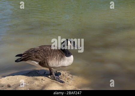 A Canadian Goose dabbling on the edge of the the pond at Bluebird Gap ...