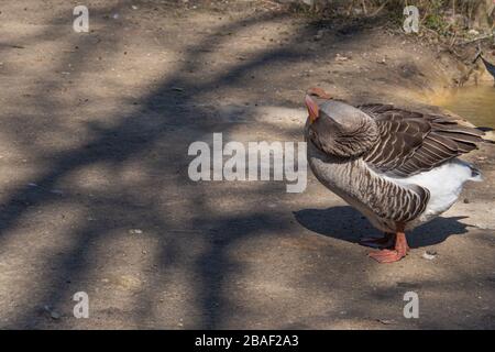 White goose grooming itself and surrounded by pulled out feathers Stock ...