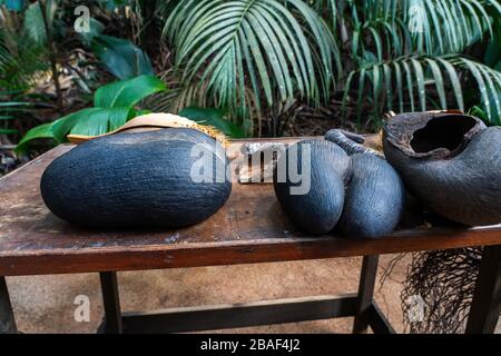 Coco del mar biggest seed in the world in Seychelles Mahe Island Stock ...