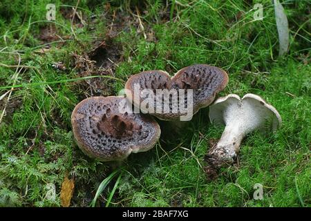 Shingled hedgehog mushrooms Hydnum imbricatum growing moss-covered ...