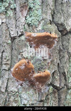 Phellinus robustus, known as robust bracket or robust conk, wild ...