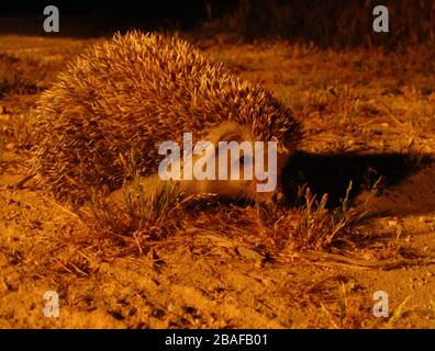 Cute North African hedgehog in a forest in Malta - Atelerix algirus ...