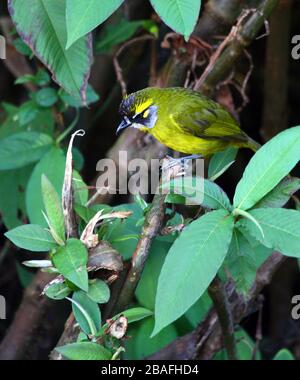 Beautiful birds in Sri Lanka in the Wild Stock Photo - Alamy