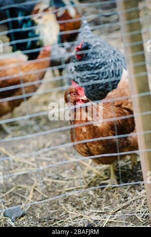 Chicken behind a fence Stock Photo - Alamy