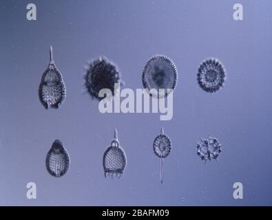 Radiolaria from the sea under the microscope 100x Stock Photo - Alamy