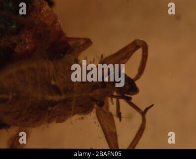 Close-up of water scorpion with tentacles and compound eyes Stock Photo ...
