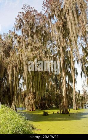 Cypress Trees and Spanish Moss Tillandsia usneoides Okefenokee National ...