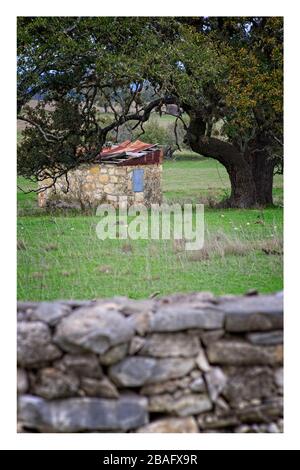 Vertical of rural Texas Hill Country stone smokehouse with Live Oak ...