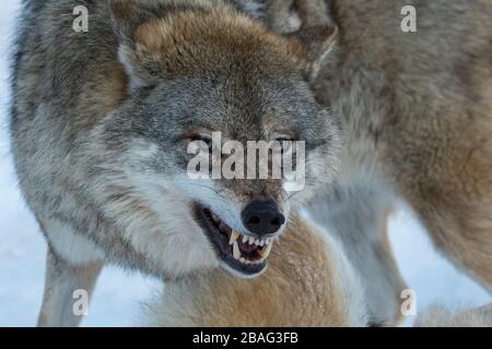 A growling european wolf in winter (Canis lupus lupus), Wildpark Poing wildlife park, Bavaria ...