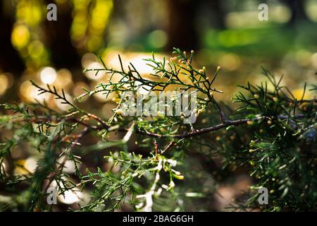 Mexican White Cedar (Cupressus lusitanica), Cupressaceae Stock Photo ...
