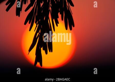 tree brunch on unfocused sun background Stock Photo - Alamy