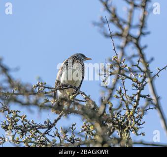 Migrating Fieldfare (Turdus pilaris) in the Netherlands. Huge flock of ...