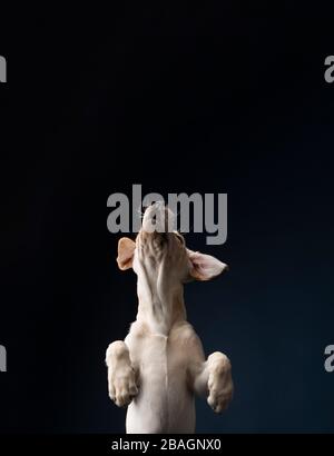 the yellow labrador puppy on the blue background Stock Photo - Alamy