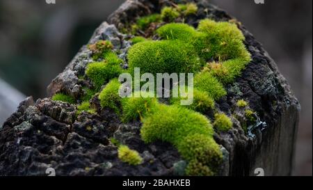 Closeup on a mossy wooden fence Stock Photo - Alamy