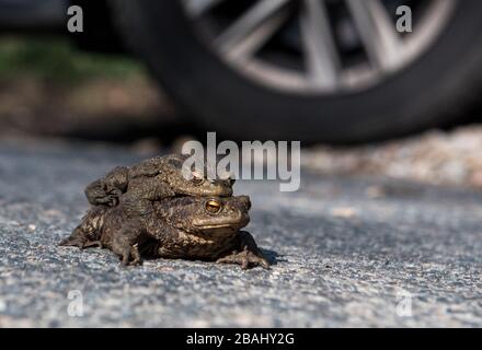 Common toad several animals sitting in bucket near toad protection ...