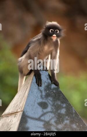 Dusky Leaf Monkey or Dusky Langur or Spectaacled langur ( Presbytis ...