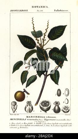 Manchineel Tree (Hippomane mancinella) is one of the most dangerous and ...