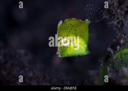 Diamond Filefish (Rudarius excelsus). Underwater macro photography from ...