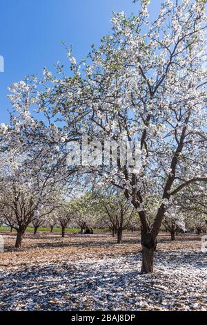 Rows of almond trees in farm with bark detail Stock Photo - Alamy