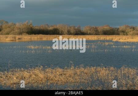 Reed-bed and open water at Ham Wall, RSPB reserve, Somerset Levels ...
