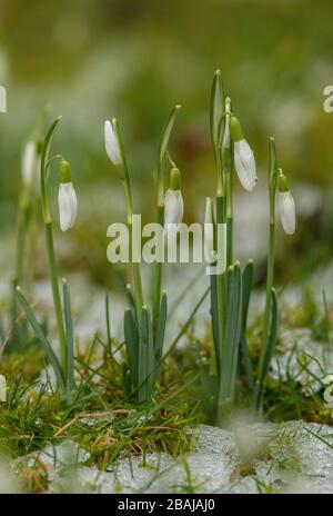 Snowy spring flowers in the front yard. Crocus in spring time Stock ...