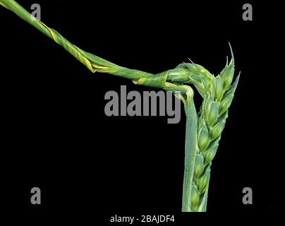 A wheat ear showing copper deficiency symptoms with ear trapped by ...