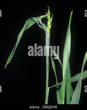 A wheat ear showing copper deficiency symptoms with ear trapped by ...