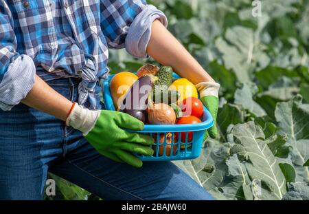 A woman farmer holds vegetables in her hands. Selective focus. Food ...