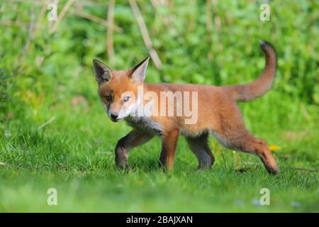 Immature Fox (Vulpes vulpes) in garden at night, Cambridgeshire ...