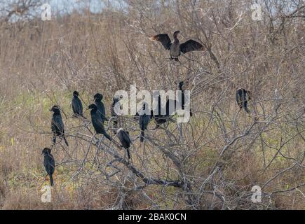 Group of Pygmy cormorants Microcarbo pygmeus in flight at Lake Kerkini ...