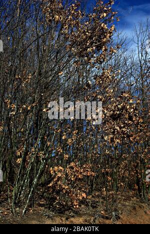 silver-beech tree trunks against the dry leaves Stock Photo - Alamy