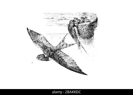 Vintage print of a Swallow. The Barn Swallow (Hirundo rustica) is the ...