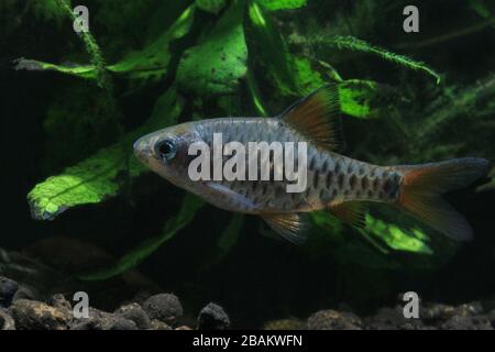 Oliotius oligolepis, Checkered Barb Stock Photo - Alamy