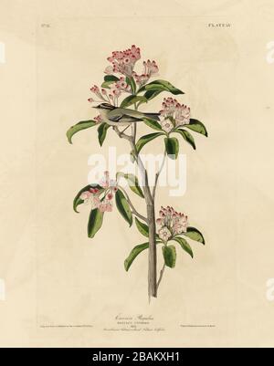 Cuvier's kinglet bird (Regulus cuvier). Illustration from John James ...